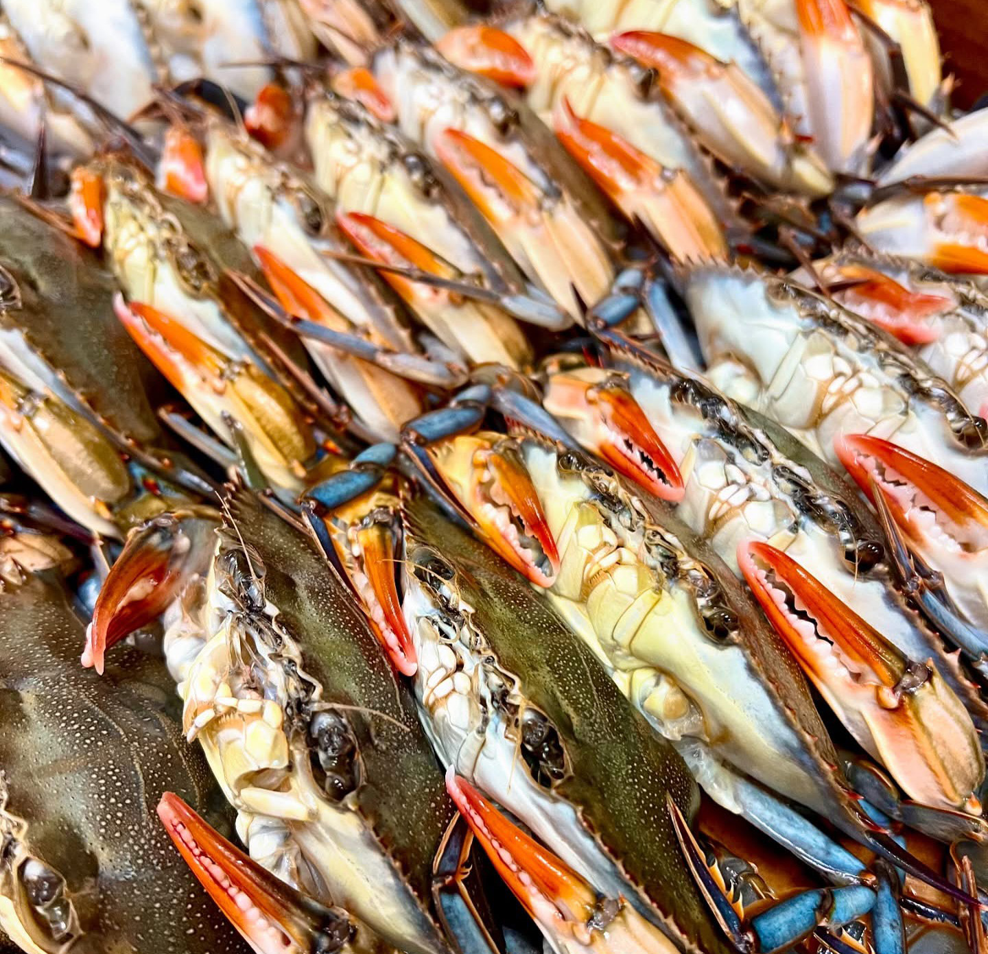 Zuzul Coastal Cuisine | Chef Gabriel Balderas